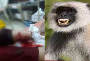 વસોના બામરોલીમાં 20 ગ્રામજનોને બચકાં ભરી કપીરાજે આતંક મચાવ્યો | Kapiraj ...