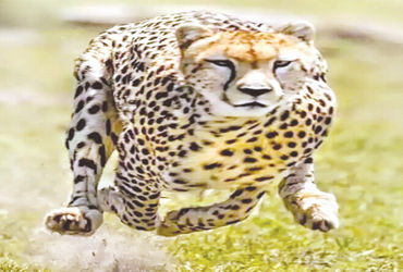 સૌથી ઝડપી પ્રાણી : ચિત્તો . | Fastest Animal : Leopard - Gujarat Samachar