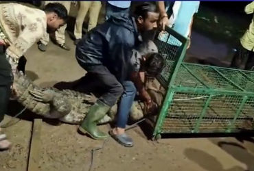 8 foot long crocodile ventures in Vadodara residential area rescued
