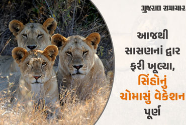 સિંહોનું વેકેશન પૂરુ: ચાર મહિનાના બાદ ફરી શરૂ થયો સાસણ ગીર સફારી પાર્ક ...