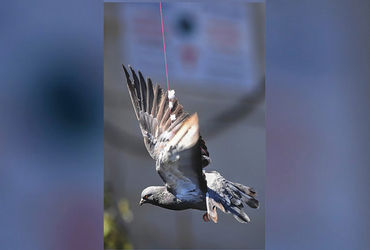 પતંગોત્સવમાં ઘવાતાં હજારો પક્ષીઓને કોણ બચાવશે? | Ravi Purti 12 January ...