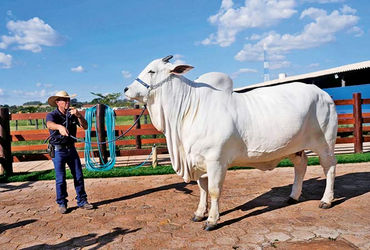 બ્રાઝિલમાં ભારતીય બ્રીડની ગાય રૂ. 40 કરોડમાં વેચાઈ | Indian breed cow ...