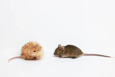 Scientists engineer ‘Woolly Mice’ with traits of mammoth in de ...