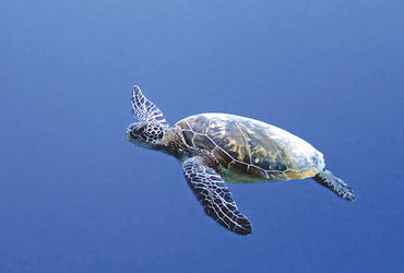 રિડલી ટર્ટલનો ઓસ્ટ્રેલિયાથી ભારતનો 9000 કિ.મી.નો પ્રવાસ | Ravi Purti 16 ...