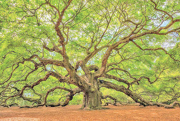 વૃક્ષોની ઉંમરનું વિજ્ઞાન . | Science of Tree Age - Gujarat Samachar