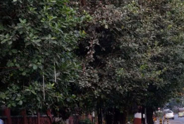 Green mission or money tree AMC's ₹69 crore plantation drive in hot ...