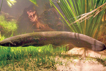 500 વોટનો ઇલેકિટ્રક કરંટ :ઇલ માછલી | Eel fish : 500 watt electric ...