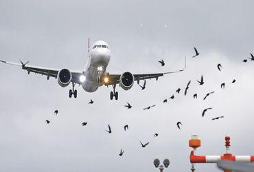 પક્ષીઓ ઊડતા વિમાનને જમીનદોસ્ત કરી શકે ?! | Ravi Purti 22 June 2025 ...