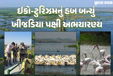 જામનગર: ખીજડિયા રામસર સાઈટમાં પક્ષીઓની પ્રજાતિ વધીને 332 થઈ, એક વર્ષમાં ...
