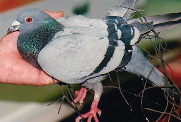 ઉત્તરાયણ દરમિયાન પક્ષીઓ માટે બચાવ અભિયાન,વડોદરામાં 72 રેસ્ક્યૂ સેન્ટર ...