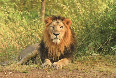 Lion kills 25 year old man in Gujarat's Amreli district