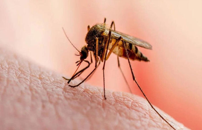 મચ્છરોને સરકારી જાસૂસ બનાવવામાં આવી રહ્યા છે! ઈન્ટરનેટ પર વાયરલ થઈ રહ્યો છે એક વિચિત્ર દાવો ...