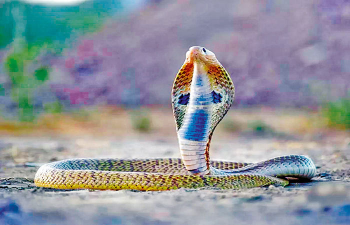 સાપ વિશે આ જાણો છો? . | Know this about snakes - Gujarat Samachar