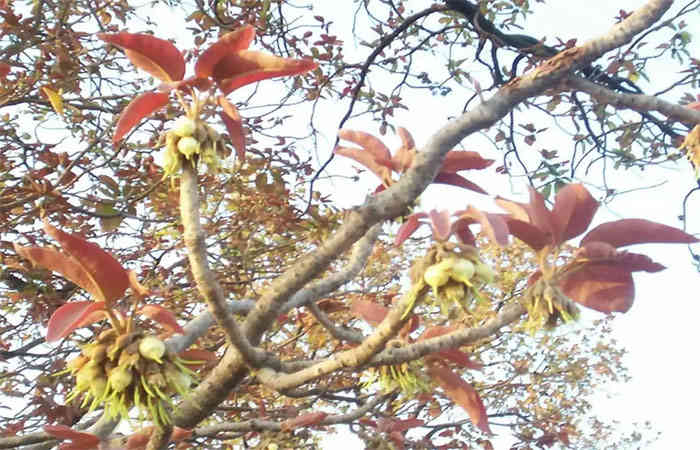 મહુડાના ફૂલ આદિવાસી મહિલાઓ માટે રોજગારીનું સાધન બન્યા | Mahuda flowers ...