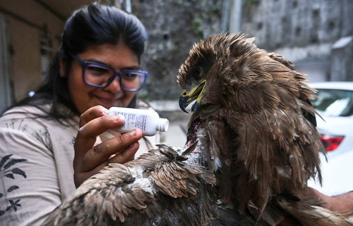 ઉત્તરાયણમાં પતંગની દોરી જીવલેણ બની, 5400થી વધુ પક્ષી ઘાયલ, 9 ટકાના ...