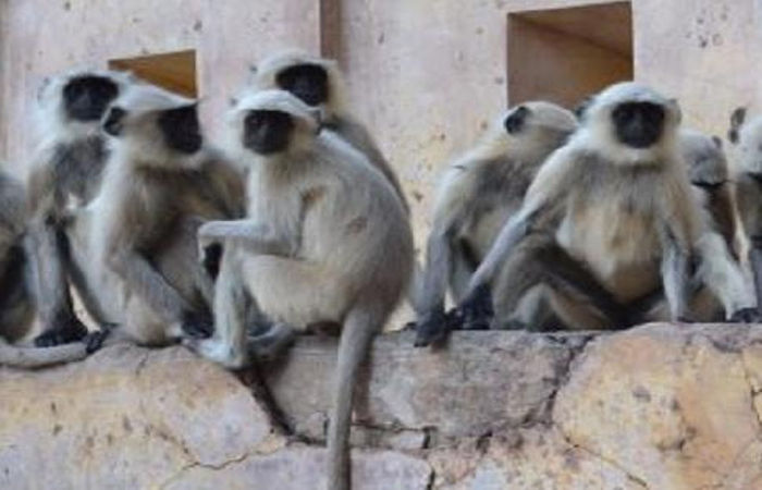 ઉત્તર પ્રદેશ: શાહજહાંપુરમાં વાનરના આતંકમાંથી છુટકારો મેળવવા લોકોએ ગજબ ...