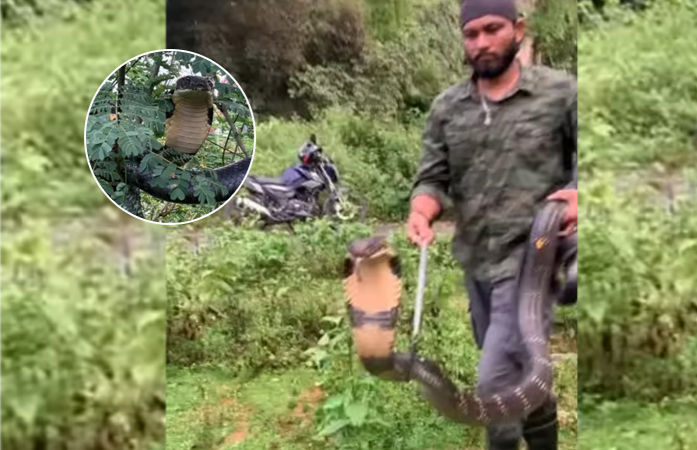 12 ફૂટનો કિંગ કોબરા જોઈ સૌના શ્વાસ થંભી ગયા, જુઓ વન વિભાગનું દિલધડક ...