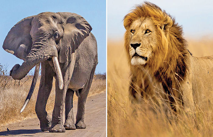 જંગલ છોડીને ગામ અને શહેરમાં પહોંચી જતાં સજીવો | Ravi Purti 10 December ...