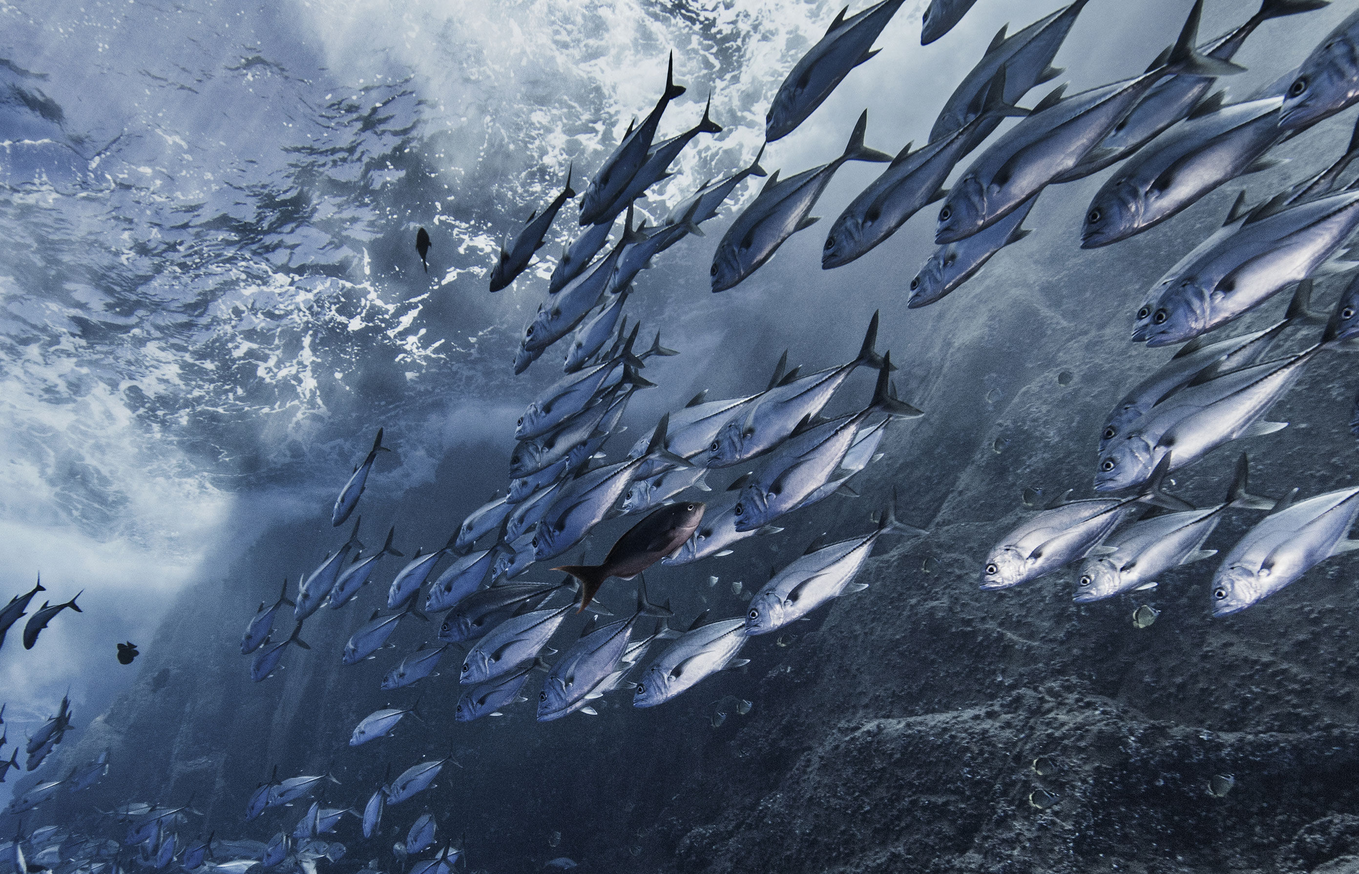 માછલીઓના આધારકાર્ડ! ઓળખ માટે શરૂ કરાઈ વ્યવસ્થા, મત્સ્ય મંત્રીએ કર્યો ...