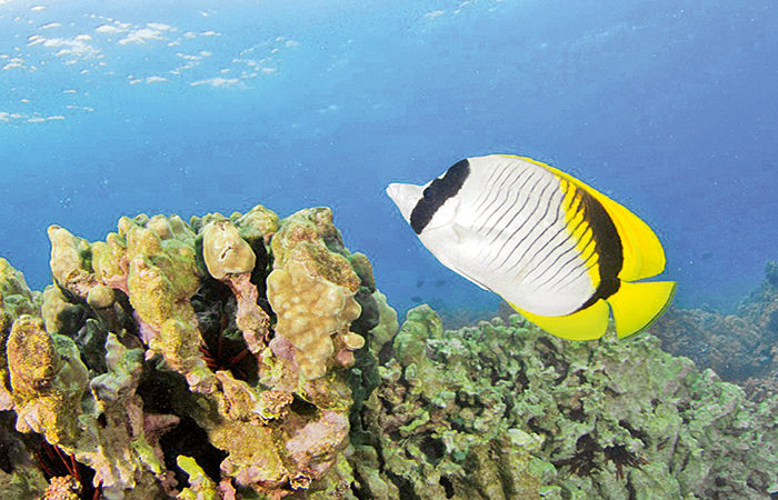 સૌથી સુંદર માછલી : બટરફ્લાય ફિશ | Most beautiful fish: Butterfly fish ...