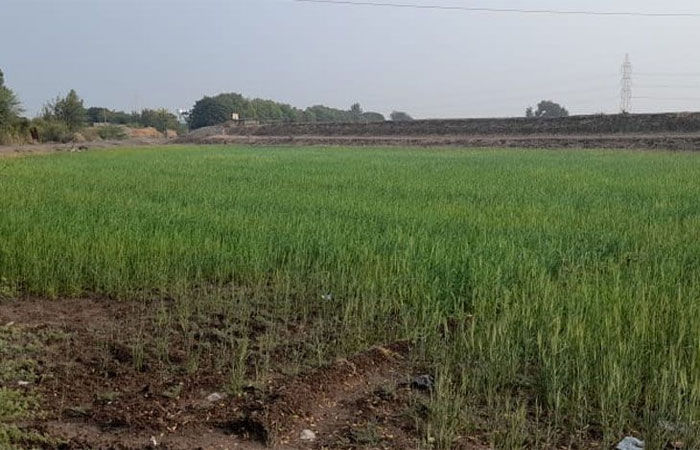 ધંધુકા અને ધોલેરા ભાલ પ્રદેશમાં રોકડીયા પાકનું ઉત્પાદન વધ્યુ ...