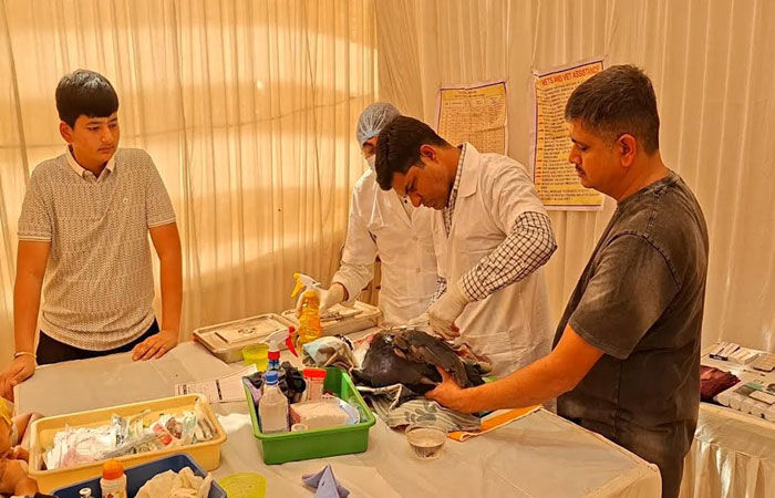 ઉતરાયણ પર્વના 5 દિવસમાં કાતિલ દોરીથી 71 પક્ષી ઇજાગ્રસ્ત - 2નાં મોત | 71 ...