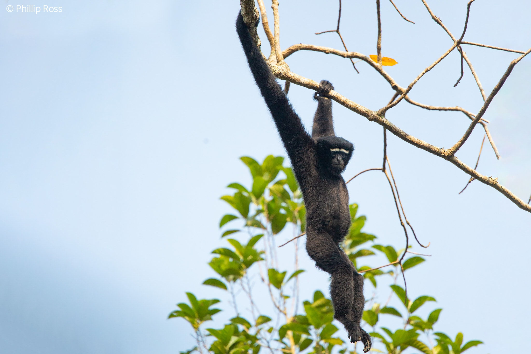 માણસની જેમ બે પગે ચાલતો અને પુંછડી વગરનો વાંદરો, જાત ભાતના કાઢે છે ...