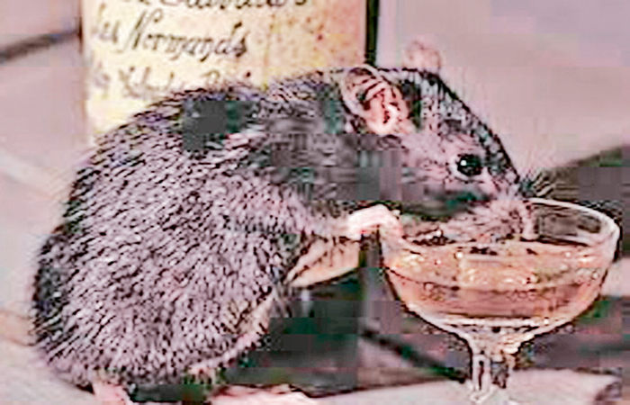 Rats became drunk after drinking alcohol | The Editorial News