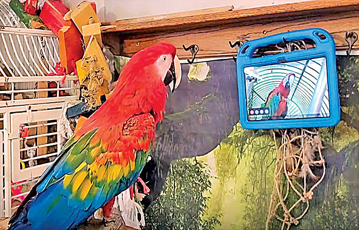 અમેરિકામાં હવે પાલતુ પોપટ વીડિયો કોલ કરી મિત્ર પોપટ સાથે વાત કરે છે ...