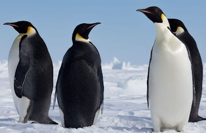 Nihilist Penguin takes over the internet as 2026’s first viral meme ...