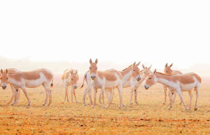 ઘુડખર અભ્યારણ્ય પ્રવાસીઓ માટે ફરી ખુલ્લુ મૂકાયું : 25 સહેલાણીઓ આવ્યા ...