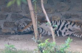 Nepal's Central Zoo closed after confirmation of bird flu