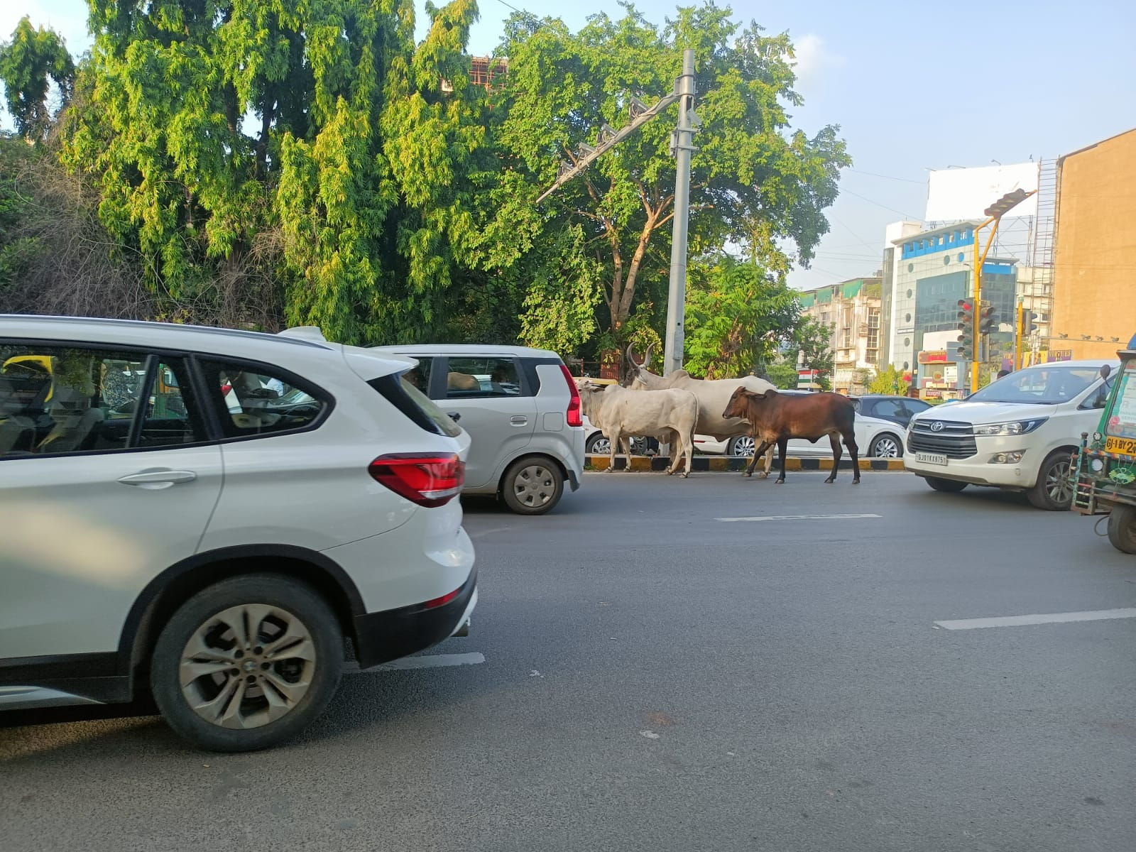પકડાયેલા પશુ છોડાવવા તંત્રના માપદંડ, હાથીને એક દિવસમાં છોડાવવા ૧૨ હજાર ...