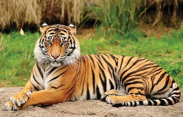 મધ્યપ્રદેશ: MPનો સાતમો ટાઈગર રિઝર્વ બનશે માધવ નેશનલ પાર્ક, આટલા વાઘ ...