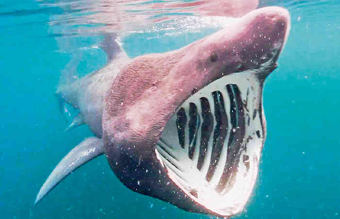 વિકરાળ જડબું ધરાવતી બાસ્કિંગ શાર્ક | Basking shark with a ferocious jaw