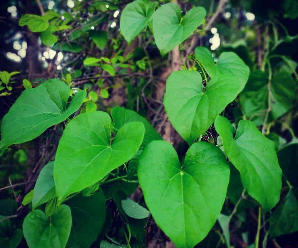 MSU દ્વારા ગળો વનસ્પતિનું મહત્ત્વ સમજાવવા વિદ્યાર્થીઓ માટે વિવિધ ...