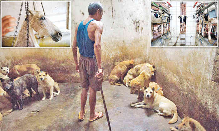 વિશ્વનું સૌથી ક્રૂર જાનવર- માણસ ! | The most cruel animal in the world ...