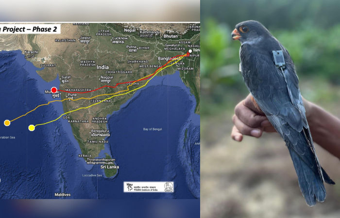 3000 km of unbroken flight: How India is tracking migratory falcons that took off from Manipur