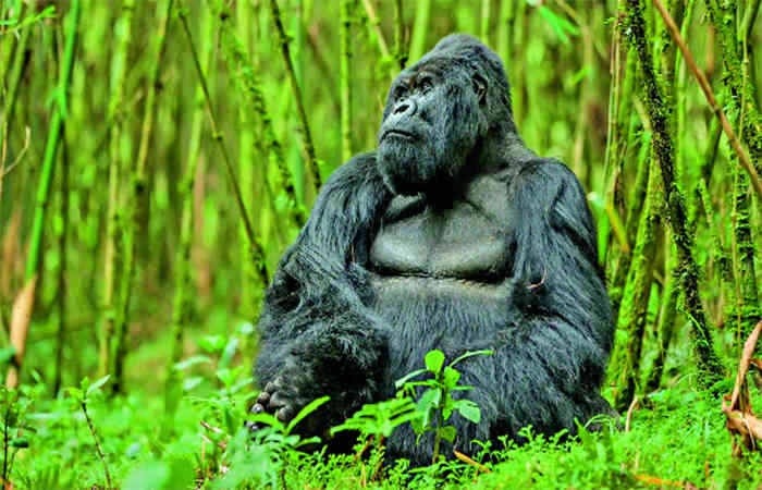 માણસ સાથે સામ્યતા ધરાવતા વાનર : ગોરિલા | Monkey resembling man ...