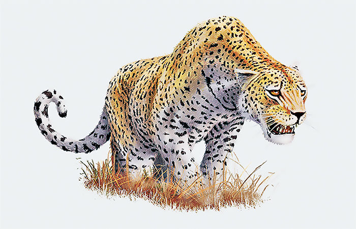 સૌથી ઝડપી પ્રાણી ચિત્તો | The fastest animal is the leopard - Gujarat ... સૌથી ઝડપી પ્રાણી ચિત્તો | The fastest animal is the leopard - Gujarat ...
