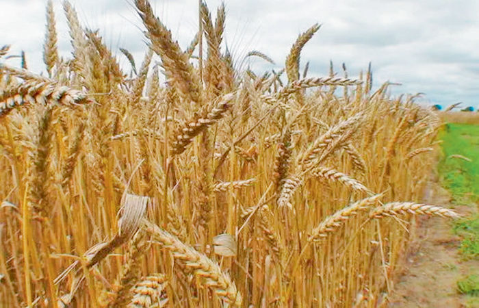 ધાણા, રાયડો, ઘઉં જેવા પાકોનું બમ્પર વાવેતર | Bumper planting of crops ...